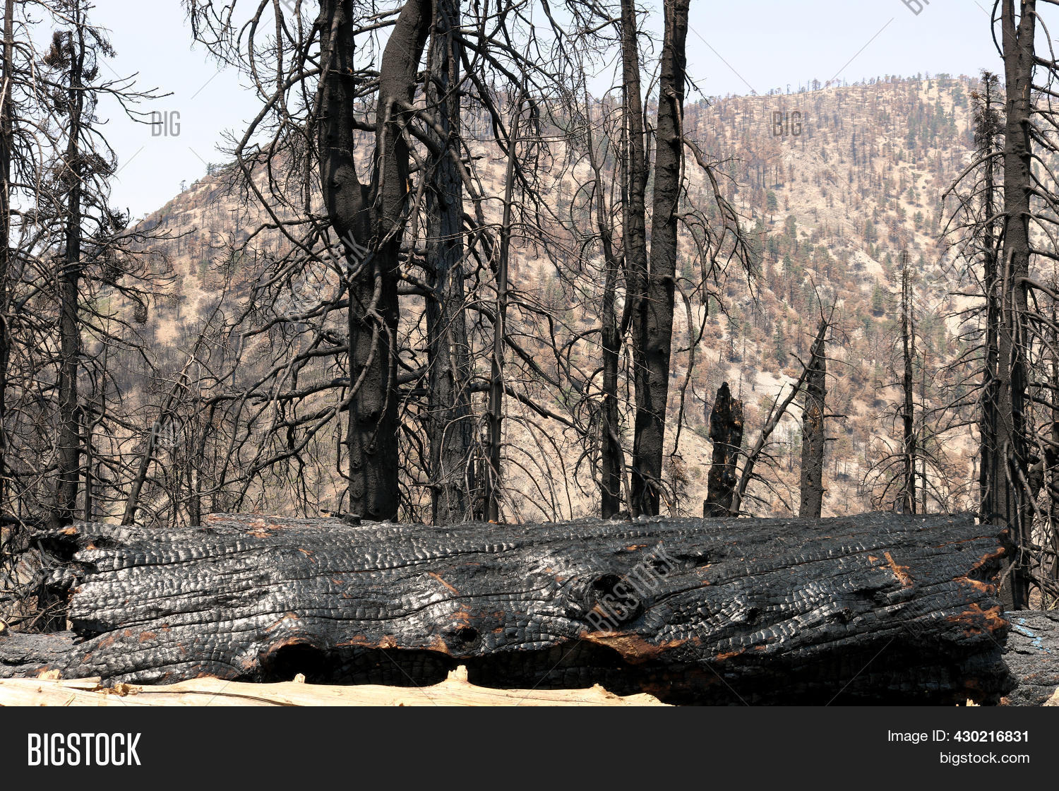 Burnt Pine Trees On Image & Photo (Free Trial) | Bigstock