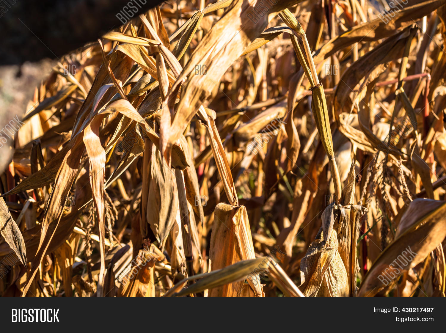 Ripe Dry Corn Stalks Image & Photo (Free Trial) | Bigstock