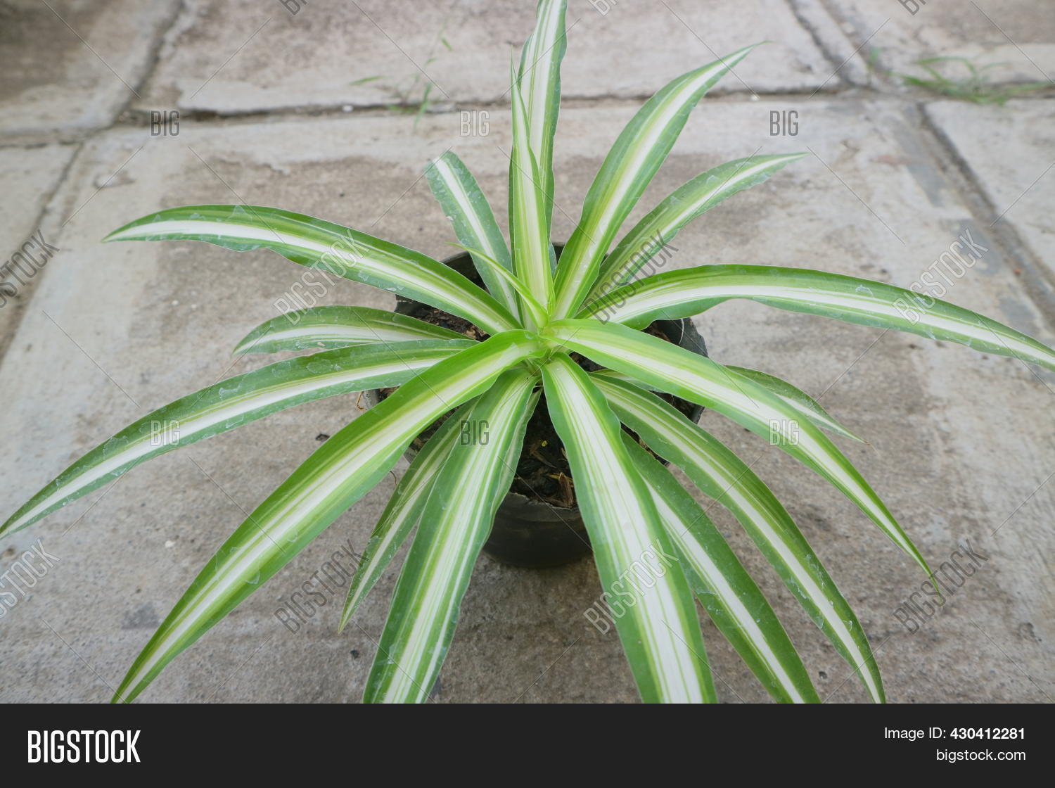 Plant Long, Pointed Image & Photo (Free Trial) | Bigstock