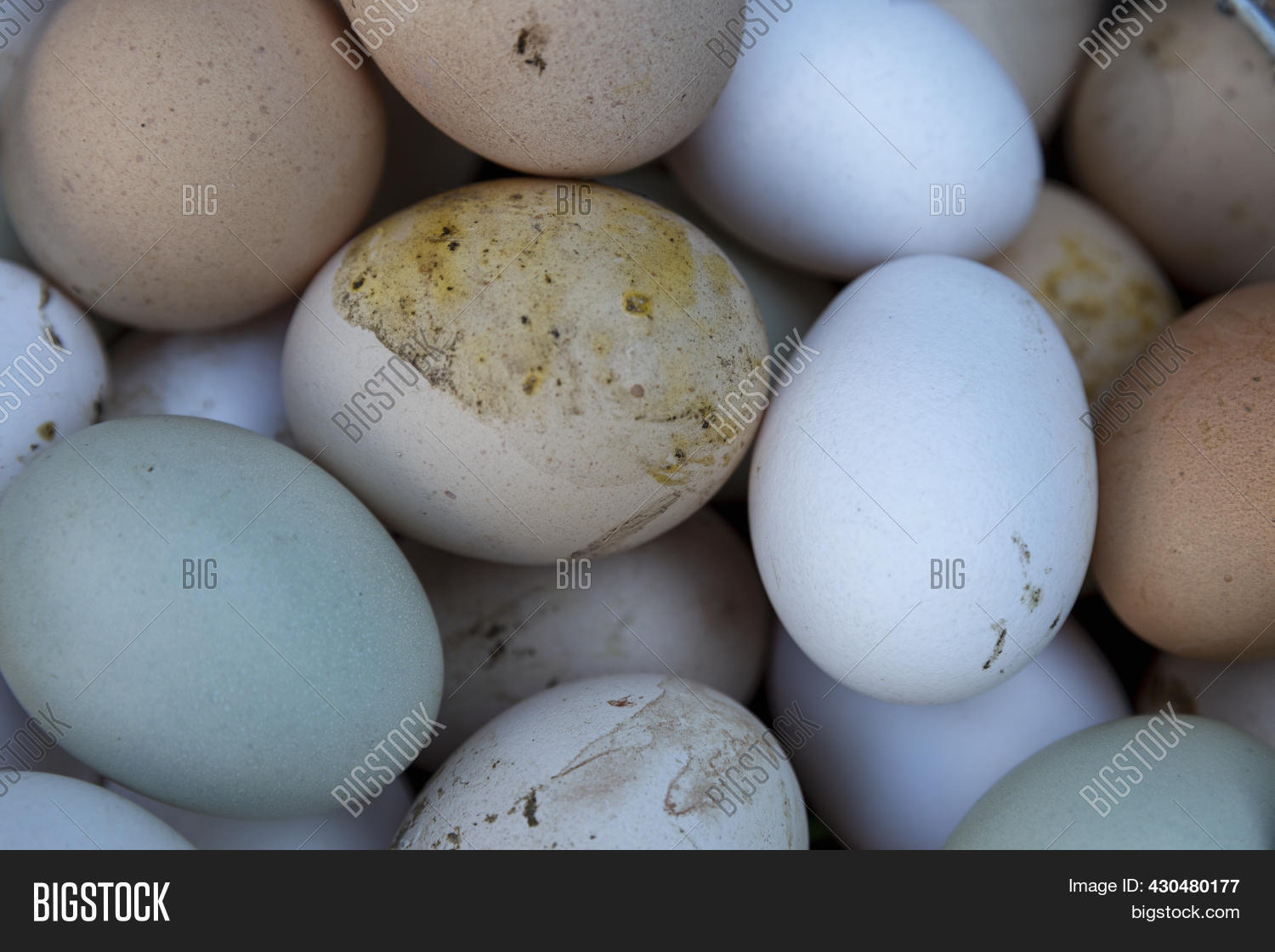 Lots Dirty Chicken Image & Photo (Free Trial) | Bigstock