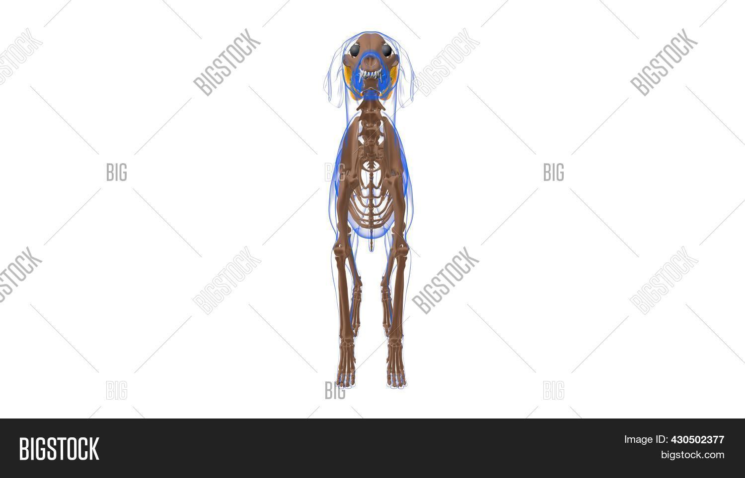 Obliquus Capitis Image & Photo (Free Trial) | Bigstock