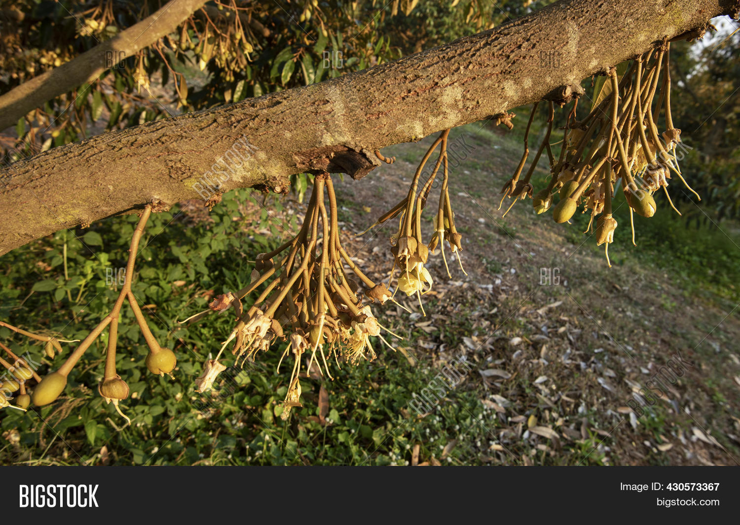 Durian Trees Image & Photo (Free Trial) | Bigstock