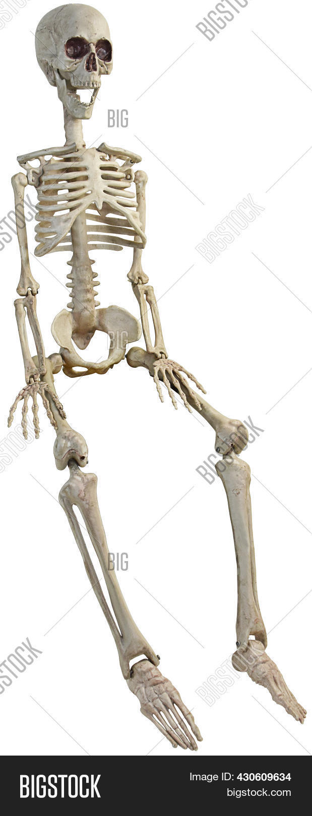Seated Skeleton Three Image & Photo (Free Trial) | Bigstock