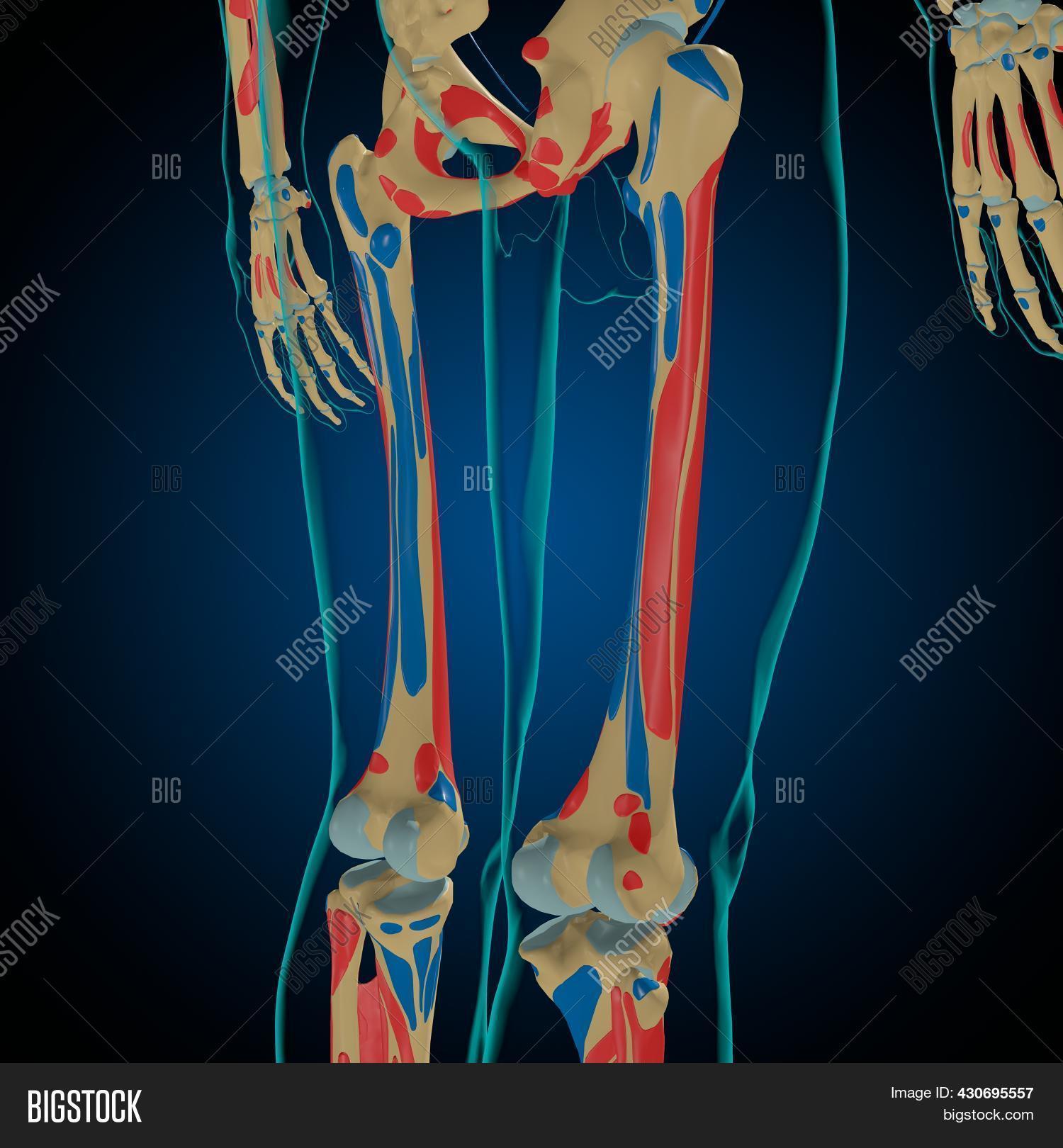 Skeleton Muscle Image & Photo (Free Trial) | Bigstock