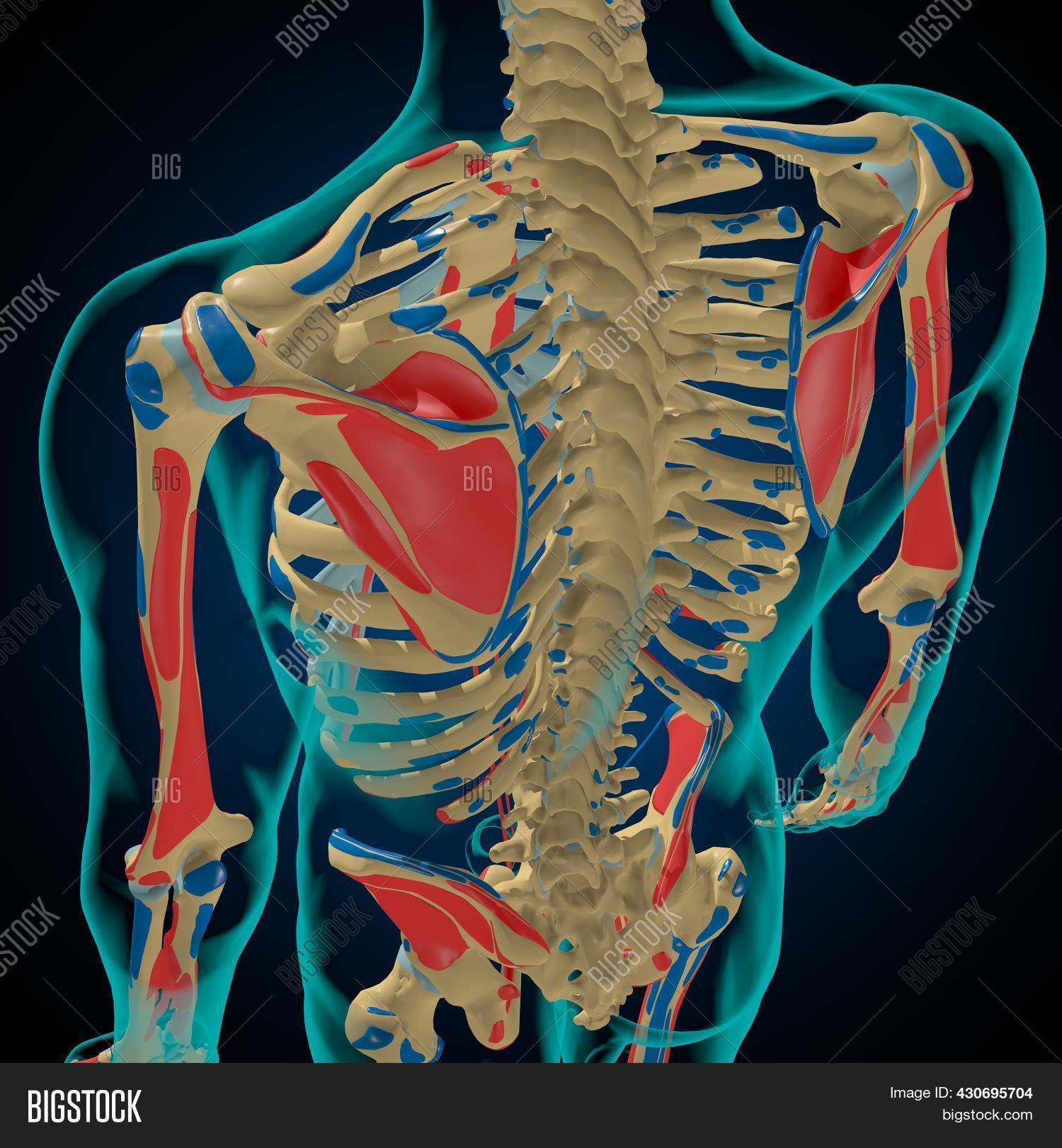 Skeleton Muscle Image & Photo (Free Trial) | Bigstock