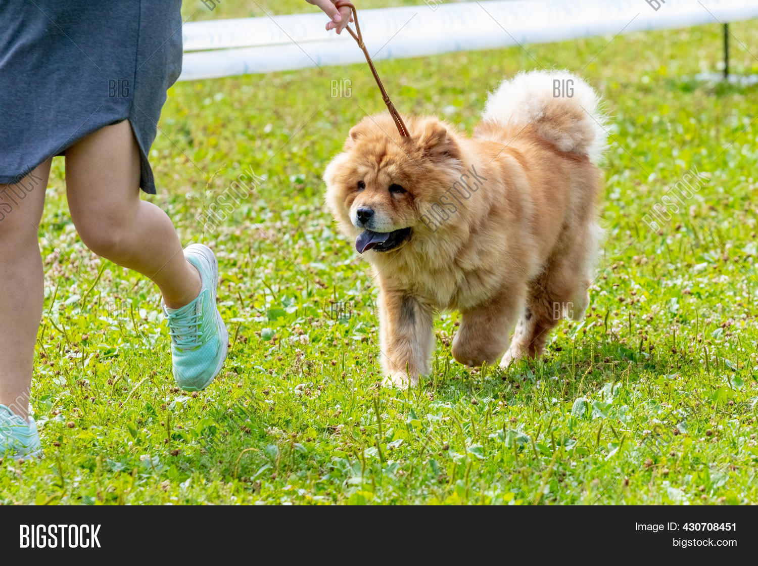 Chow Chow Dog On Walk Image & Photo (Free Trial) | Bigstock