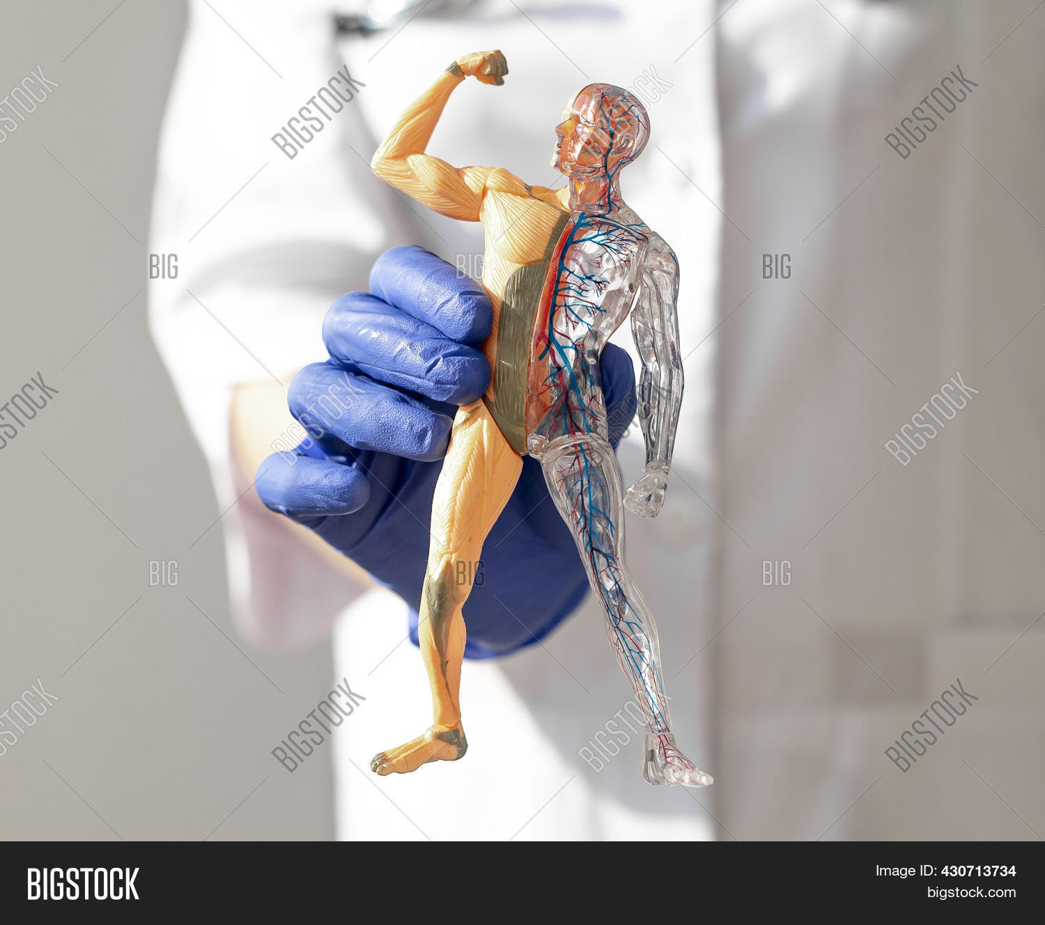 Hands Holding Skinless Image & Photo (Free Trial) | Bigstock