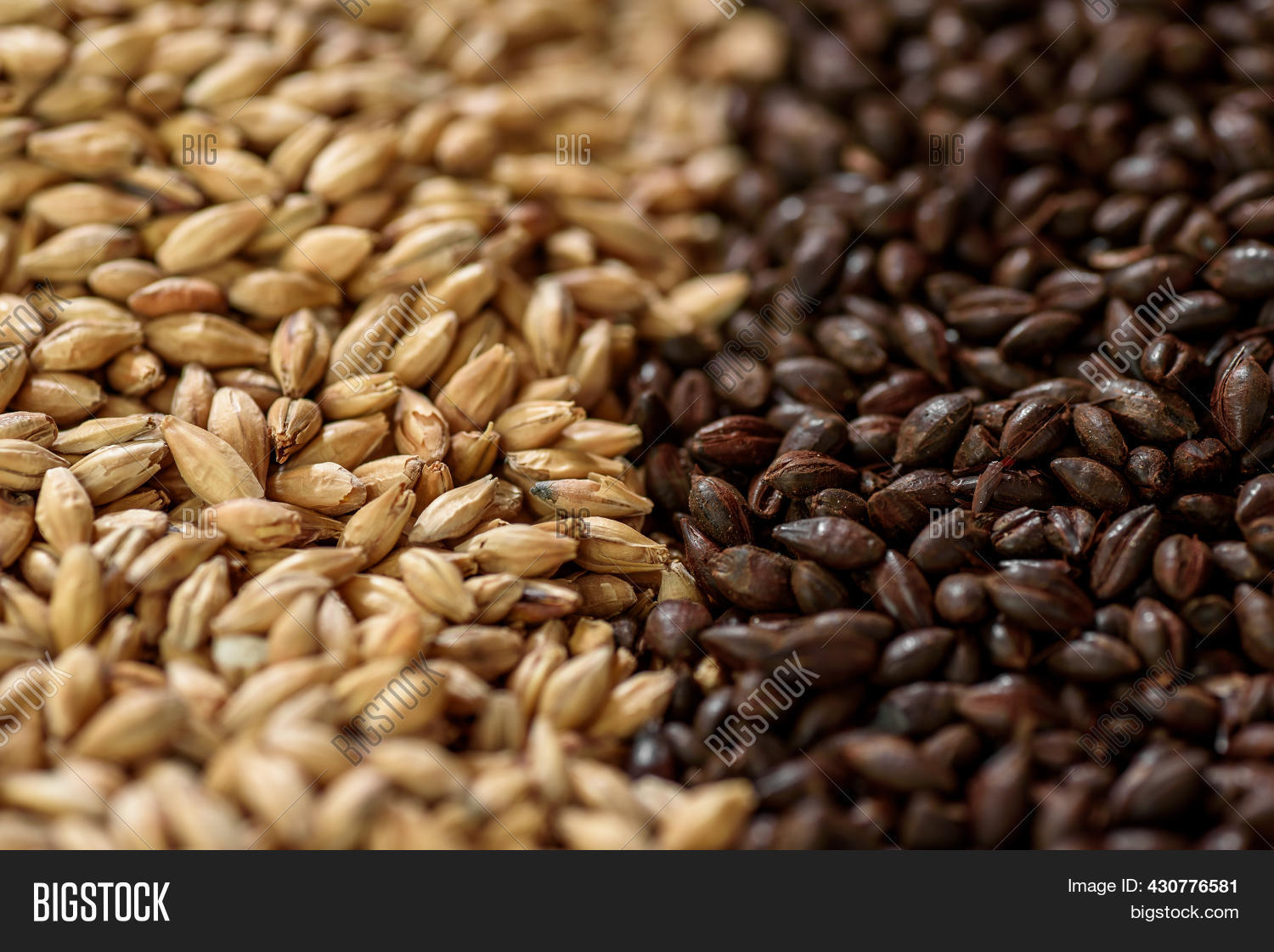 Malted Grain Close . Image & Photo (Free Trial) | Bigstock