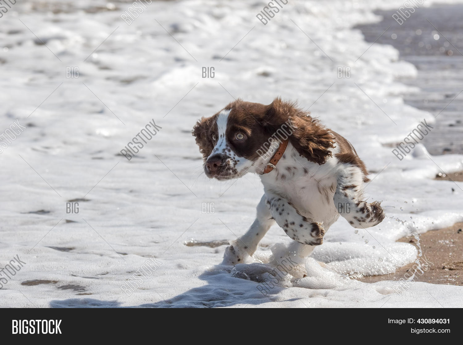 Cute Puppy Spaniel Dog Image & Photo (Free Trial) | Bigstock