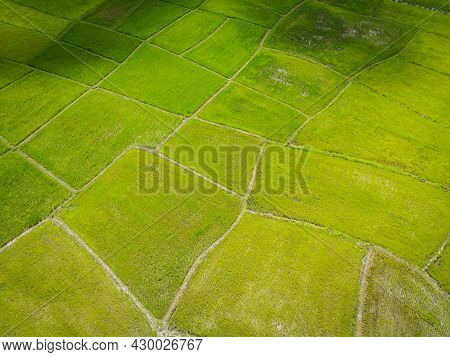 Aerial View Green Rice Image & Photo (Free Trial) | Bigstock