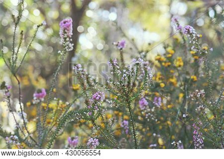 Australian Spring Image & Photo (Free Trial) | Bigstock