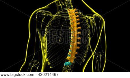 Human Skeleton Image & Photo (Free Trial) | Bigstock