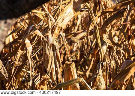 Ripe Dry Corn Stalks Image & Photo (Free Trial) | Bigstock