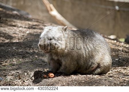Wombat Brown Marsupial Image & Photo (Free Trial) | Bigstock