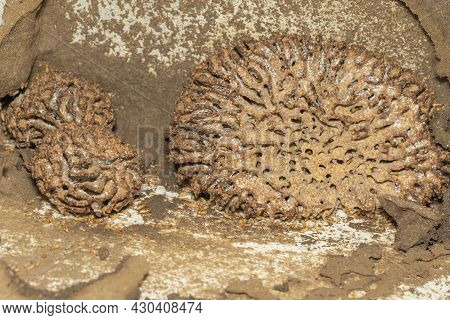 Image Termite Nest Image & Photo (Free Trial) | Bigstock