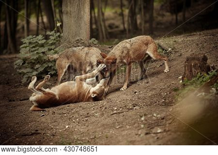 Alpha Wolf Images, Illustrations & Vectors (Free) - Bigstock