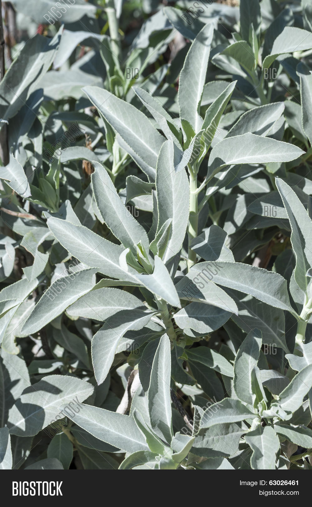 White Sage Image & Photo (Free Trial) | Bigstock