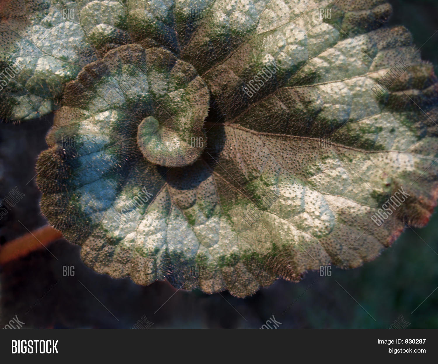 Escargot Begonia Leaf Image & Photo (Free Trial) | Bigstock