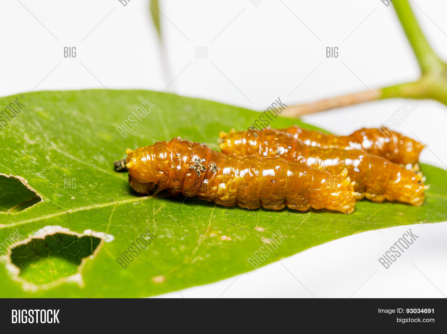 Third Instar Image & Photo (Free Trial) | Bigstock