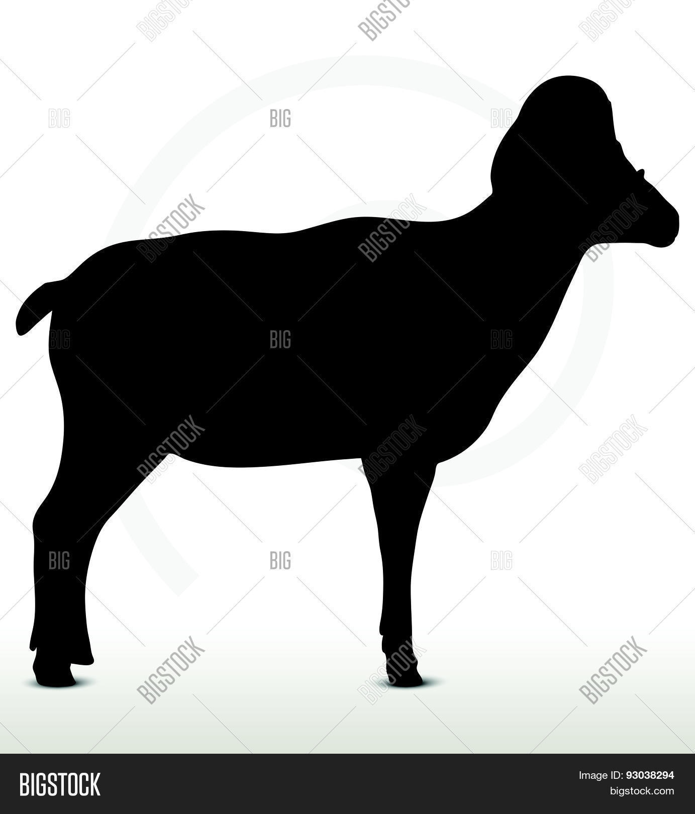 Big Horn Sheep Vector & Photo (Free Trial) | Bigstock