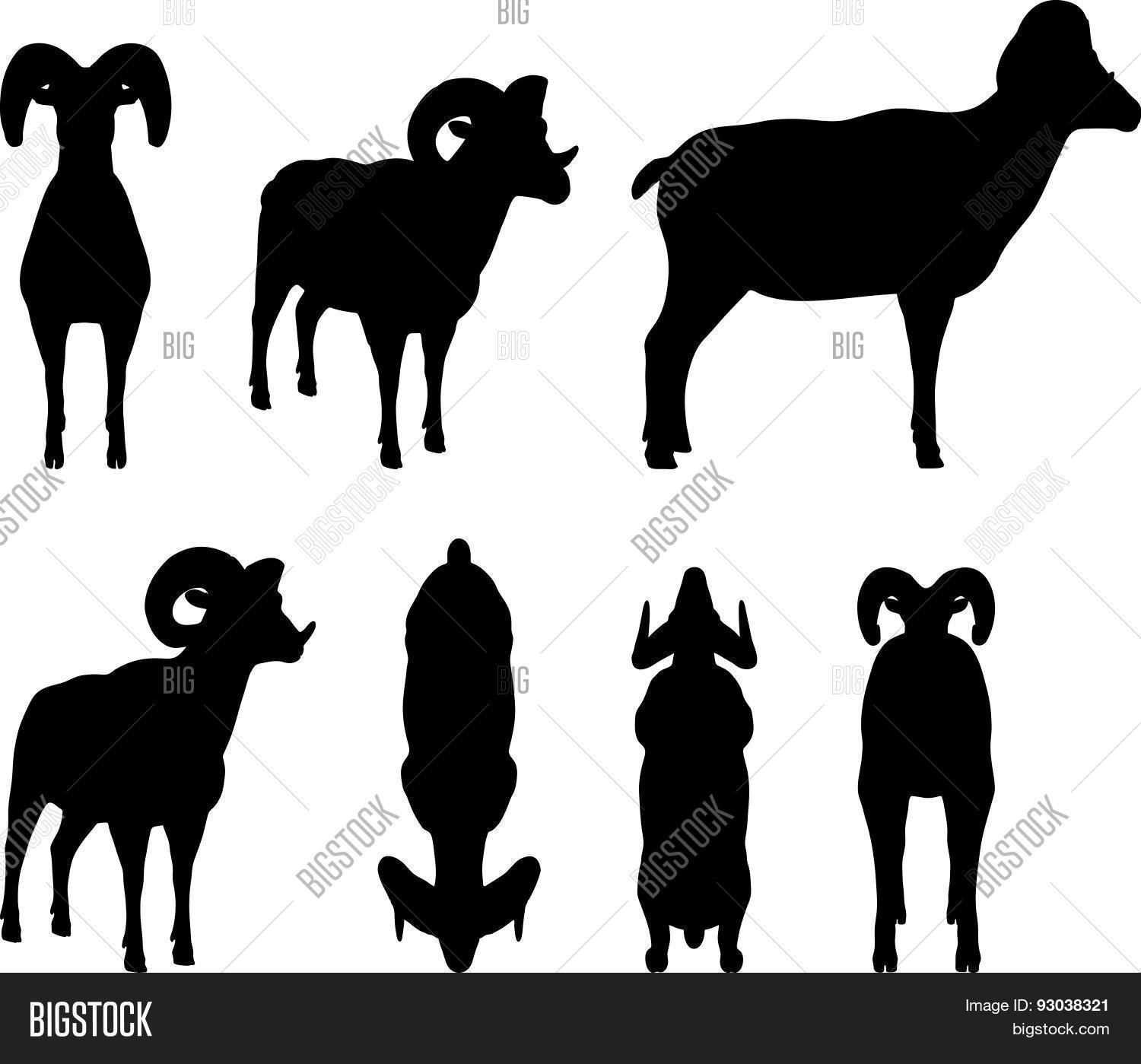 Big Horn Sheep Vector & Photo (Free Trial) | Bigstock