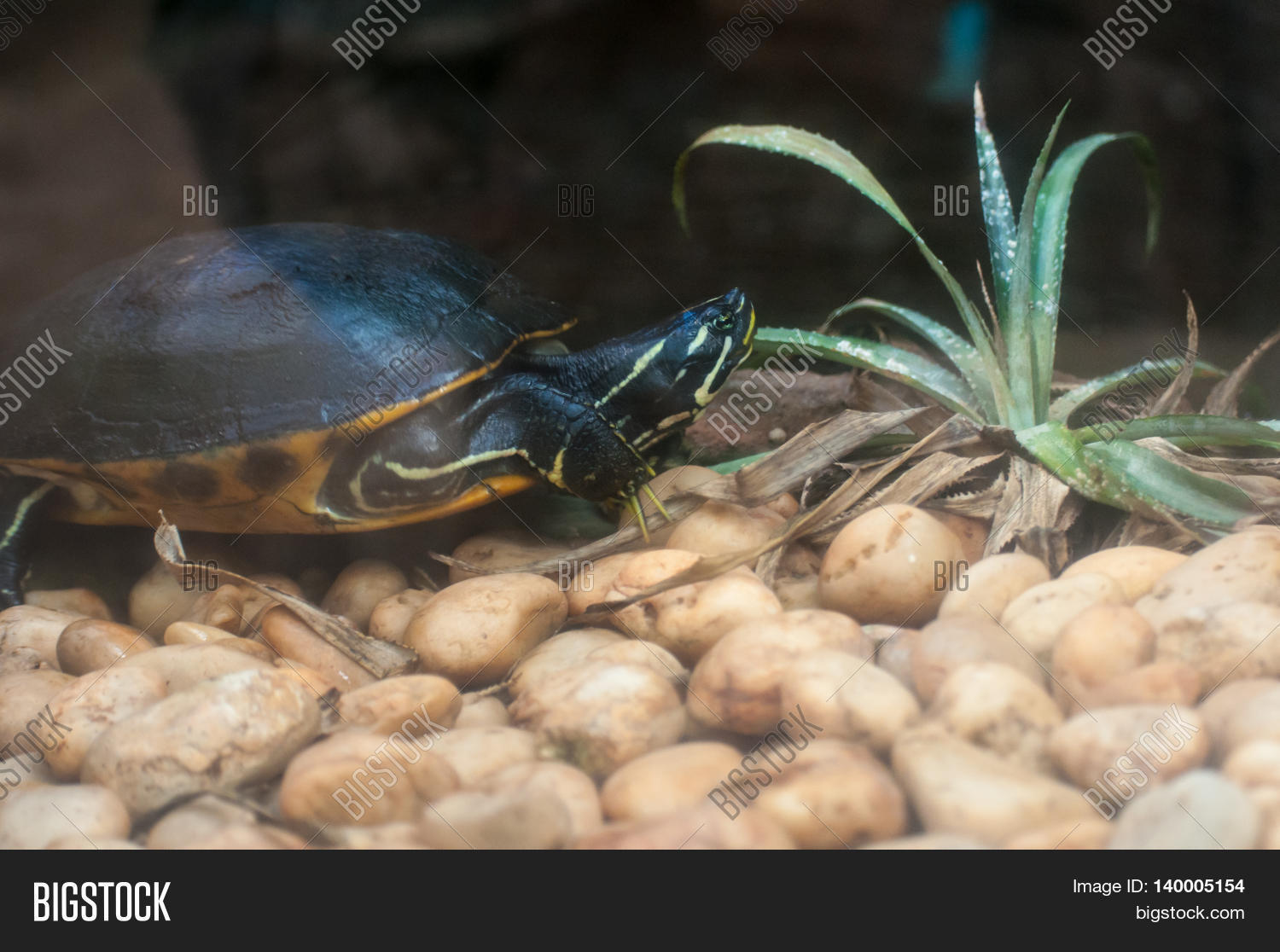 Brown Asian Turtles Image & Photo (Free Trial) | Bigstock