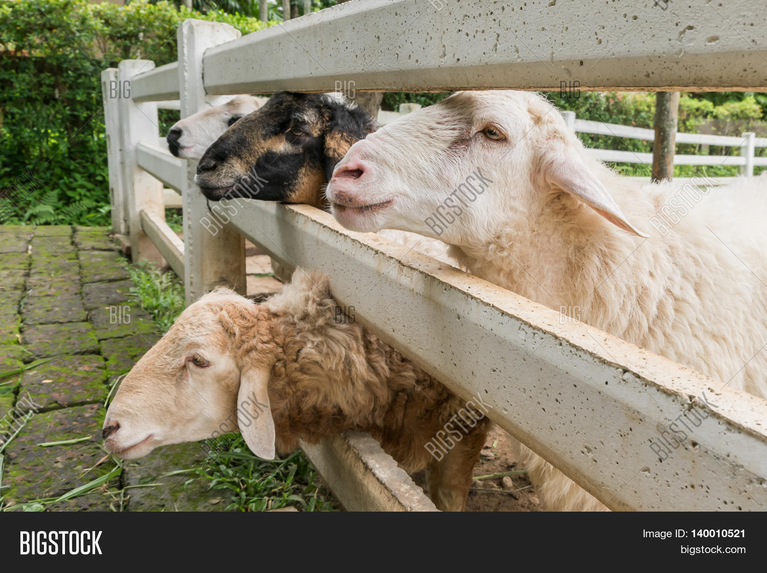 Sheep Waiting Feeding Image & Photo (Free Trial) | Bigstock