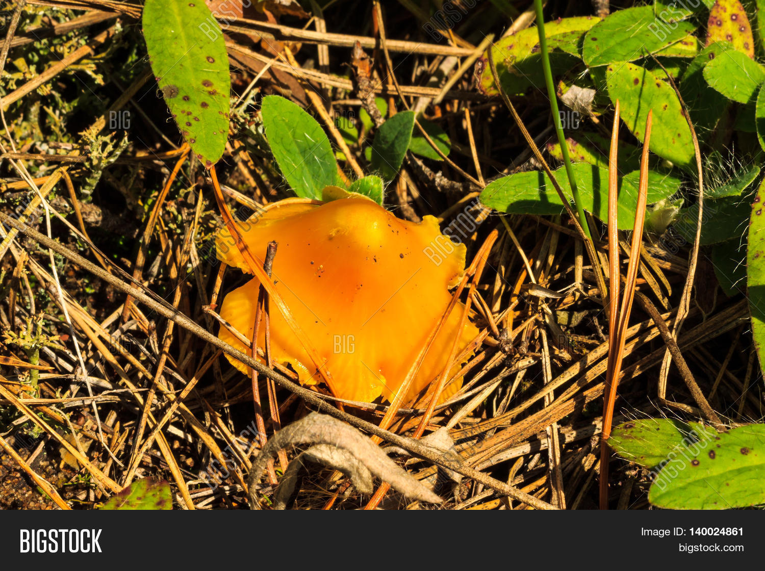 Yellow Toadstool Pine Image & Photo (Free Trial) | Bigstock