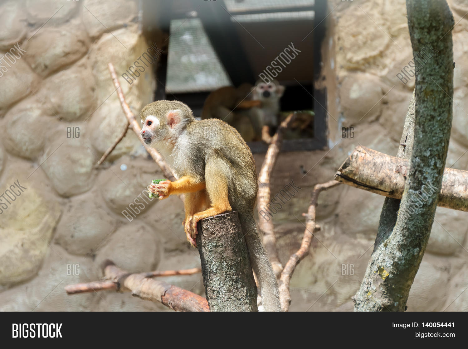 Cute Squirrel Monkey ( Image & Photo (Free Trial) | Bigstock