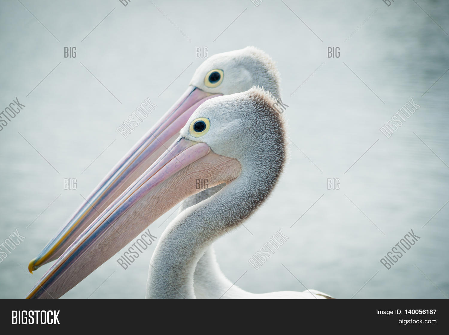 Australian Pelican Image & Photo (Free Trial) | Bigstock