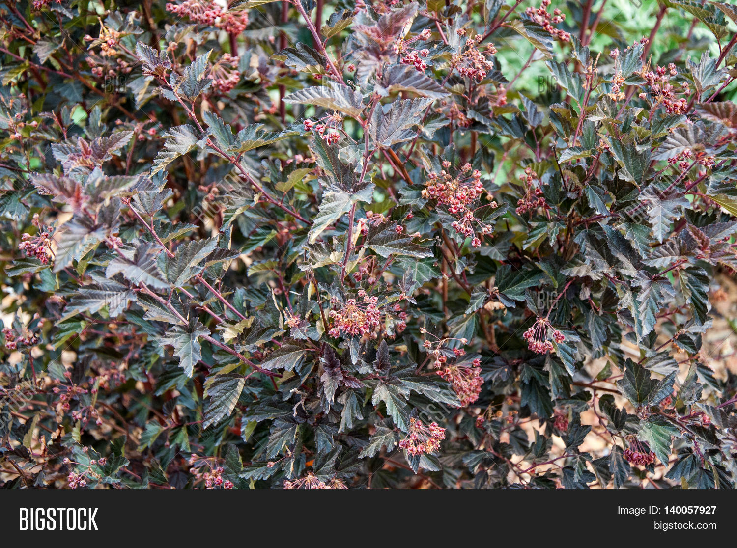 Cornus Alba Cornus Image & Photo (Free Trial) | Bigstock