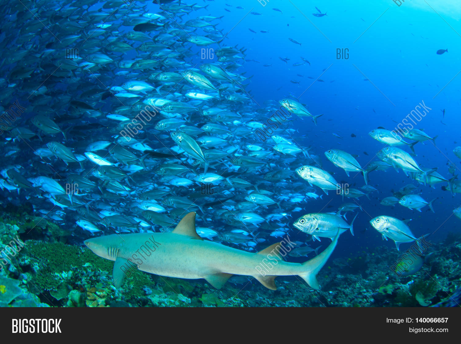 Shark Fish. Whitetip Image & Photo (Free Trial) | Bigstock