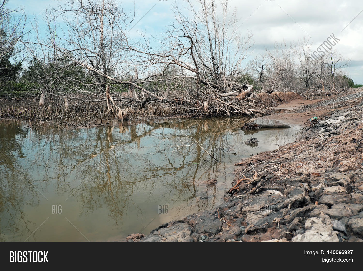 Dry Mangrove Forest, Image & Photo (Free Trial) | Bigstock