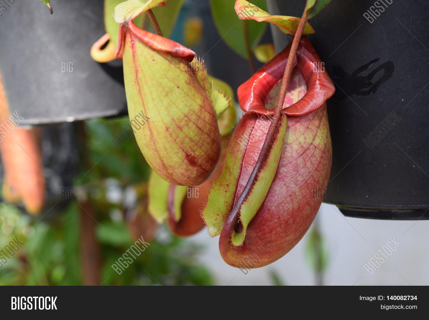 Beautiful Pitcher Image & Photo (Free Trial) | Bigstock