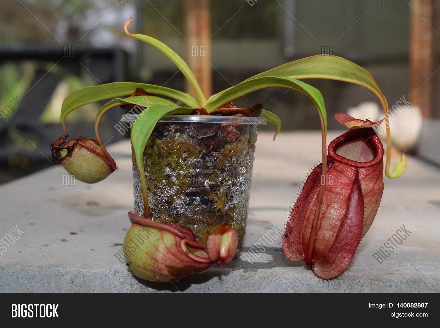 Beautiful Pitcher Image & Photo (Free Trial) | Bigstock