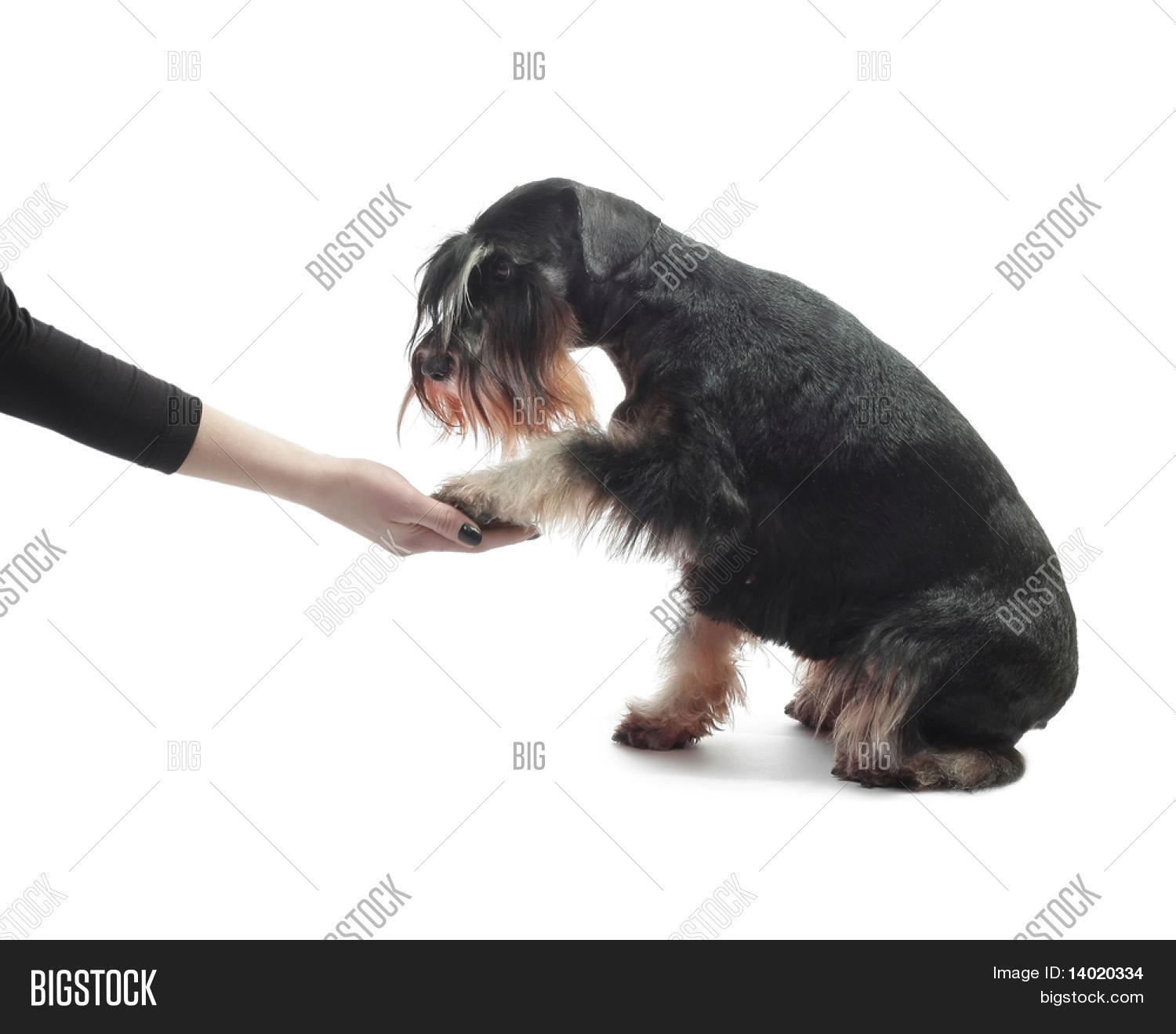 Black Hairy Dog Giving Image & Photo (Free Trial) | Bigstock