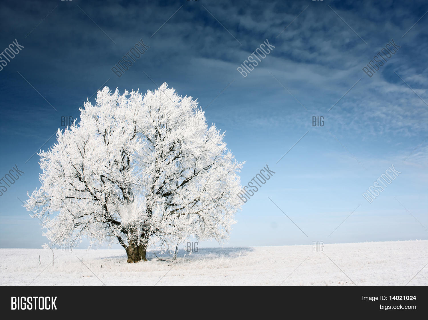 Frozen Tree On Winter Image & Photo (Free Trial) | Bigstock