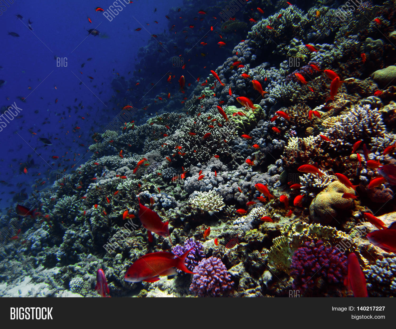 Coral Reef On Sand Image & Photo (Free Trial) | Bigstock