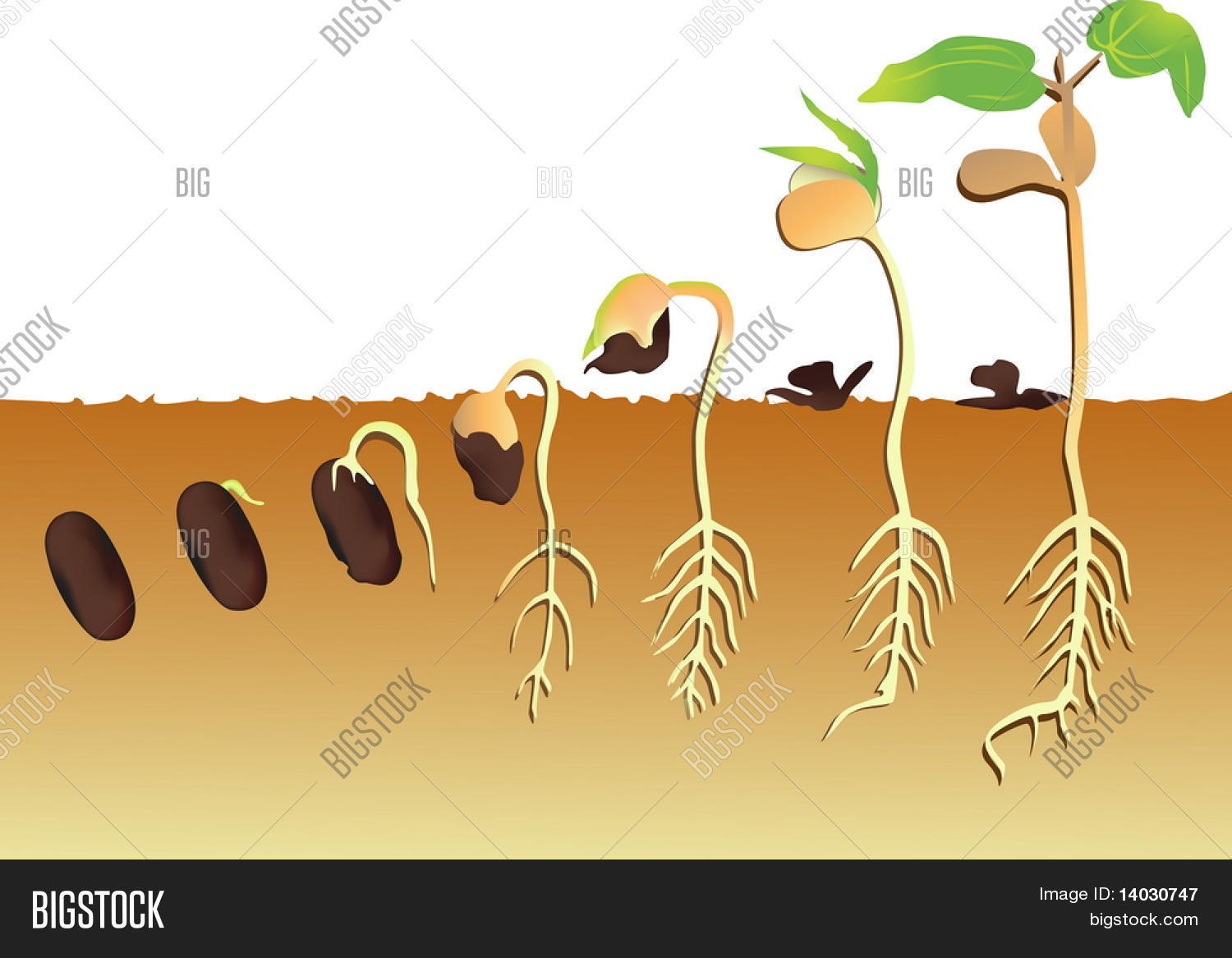 Plant Growing Vector Vector & Photo (Free Trial) | Bigstock