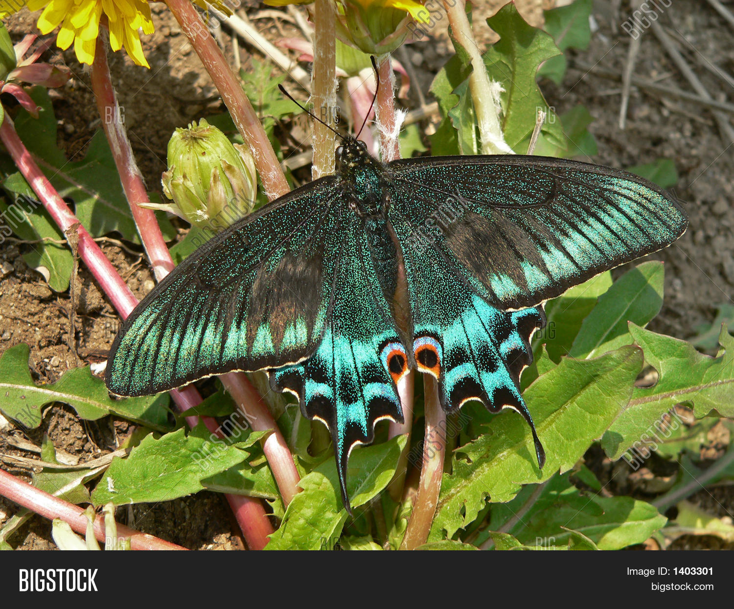 Butterfly Maack'S Image & Photo (Free Trial) | Bigstock