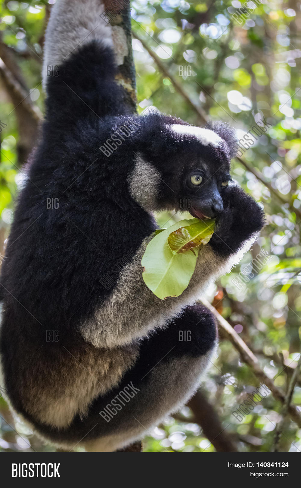 Close Shot Indri Lemur Image & Photo (Free Trial) | Bigstock