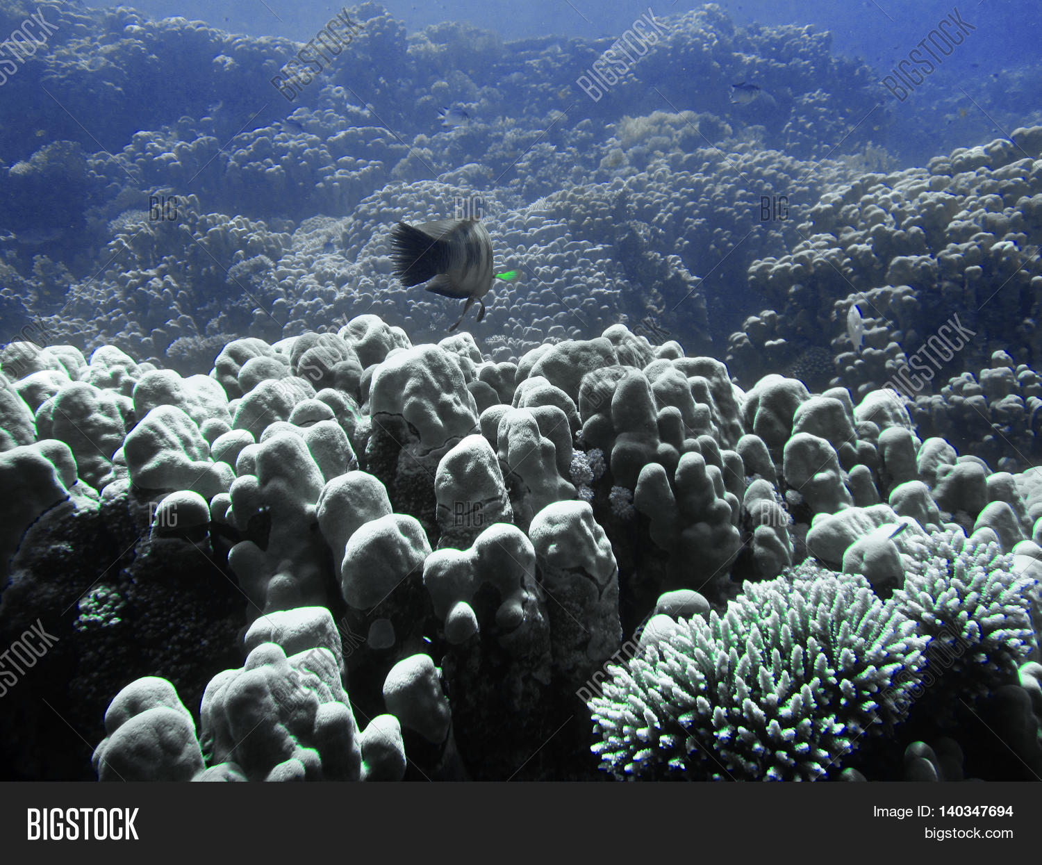 Small Fish Big Colals Image & Photo (Free Trial) | Bigstock