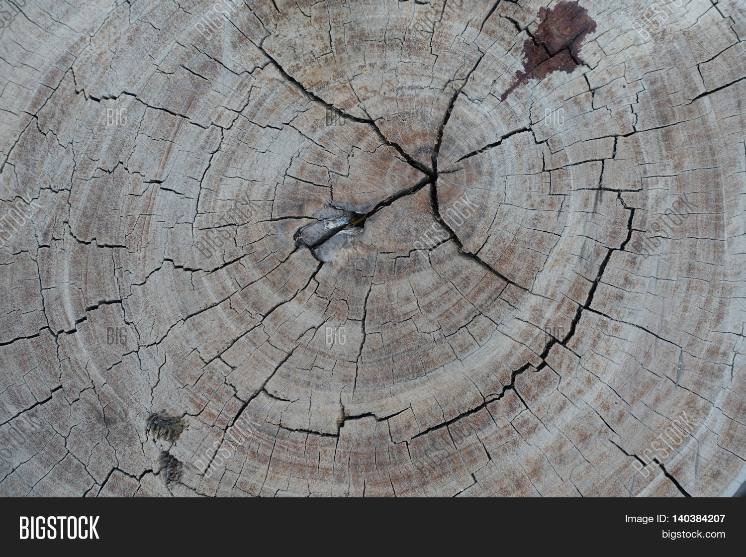 Old Tree Cut Stump Image & Photo (Free Trial) | Bigstock