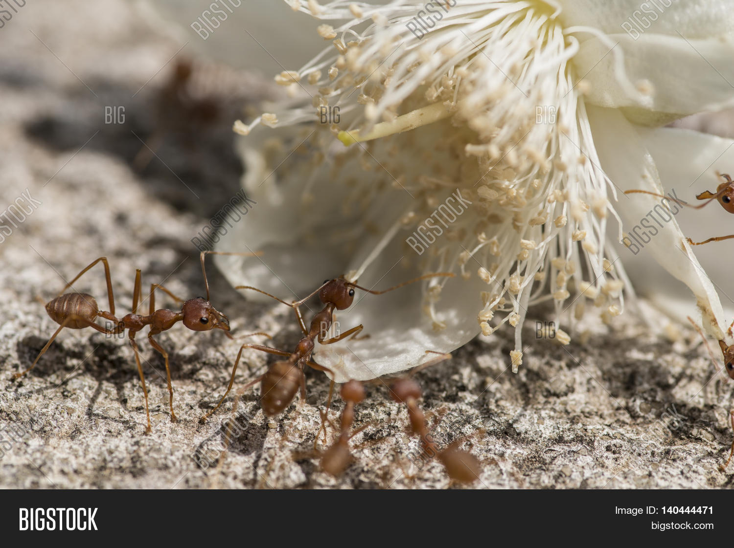 Leaf Cutter Red Ant Image & Photo (Free Trial) | Bigstock