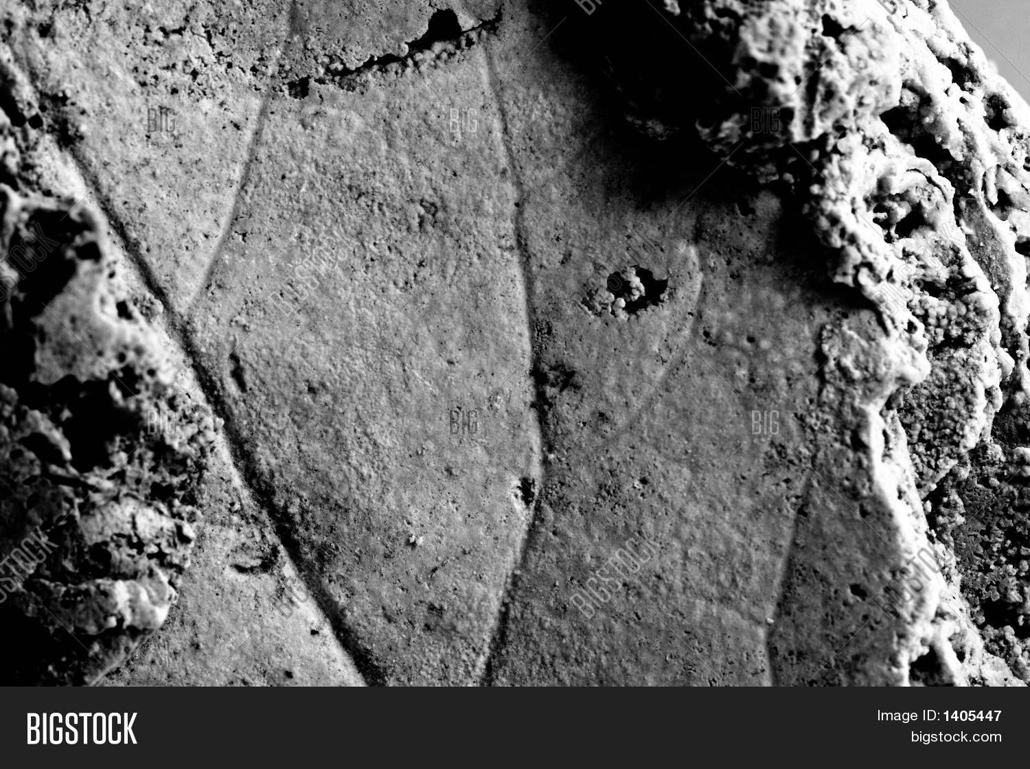 Imprint Leaf Fossil Image & Photo (Free Trial) | Bigstock