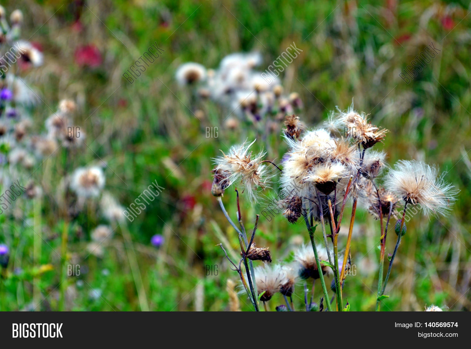 White Thistle Flowers Image & Photo (Free Trial) | Bigstock
