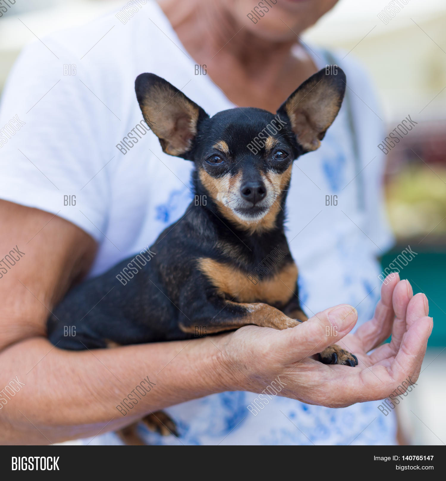 Miniature Purebred Image & Photo (Free Trial) | Bigstock
