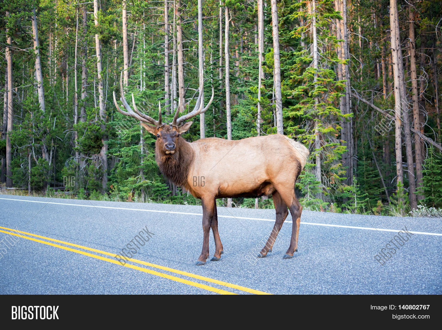 Elk Crossing Road Image & Photo (Free Trial) | Bigstock