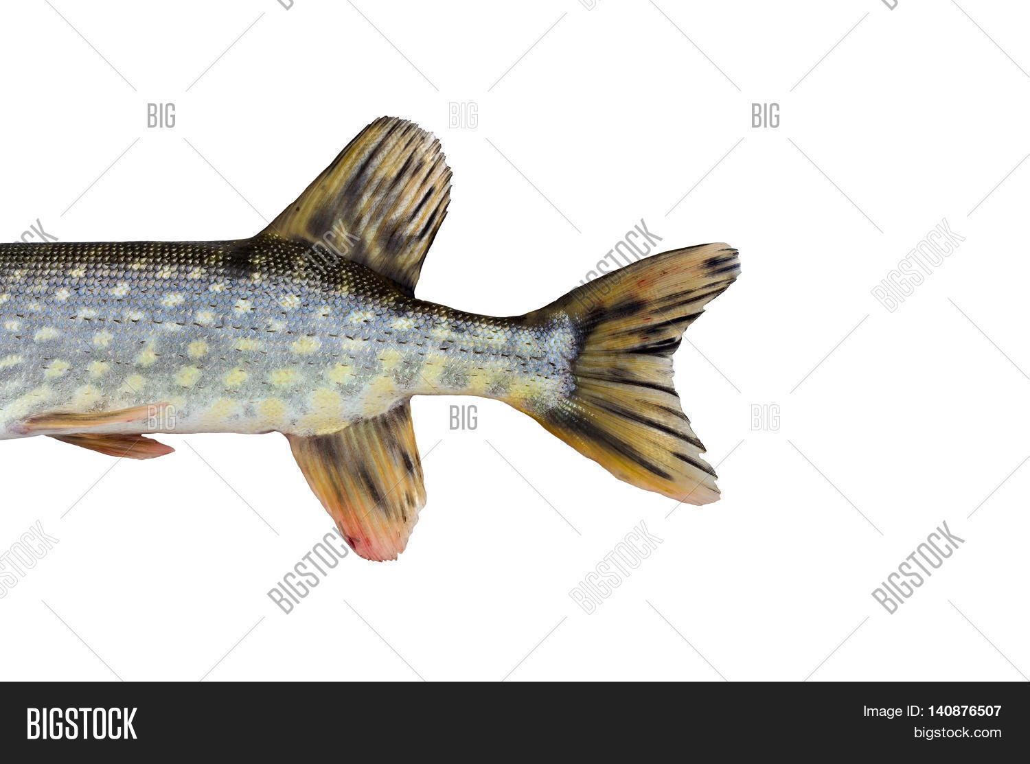 Pike's Tail Fins, Image & Photo (Free Trial) | Bigstock
