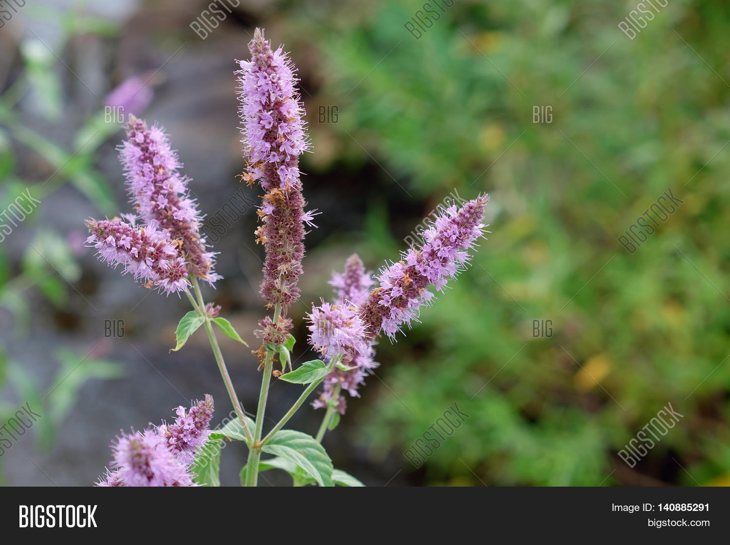 Peppermint Plant Image & Photo (Free Trial) | Bigstock